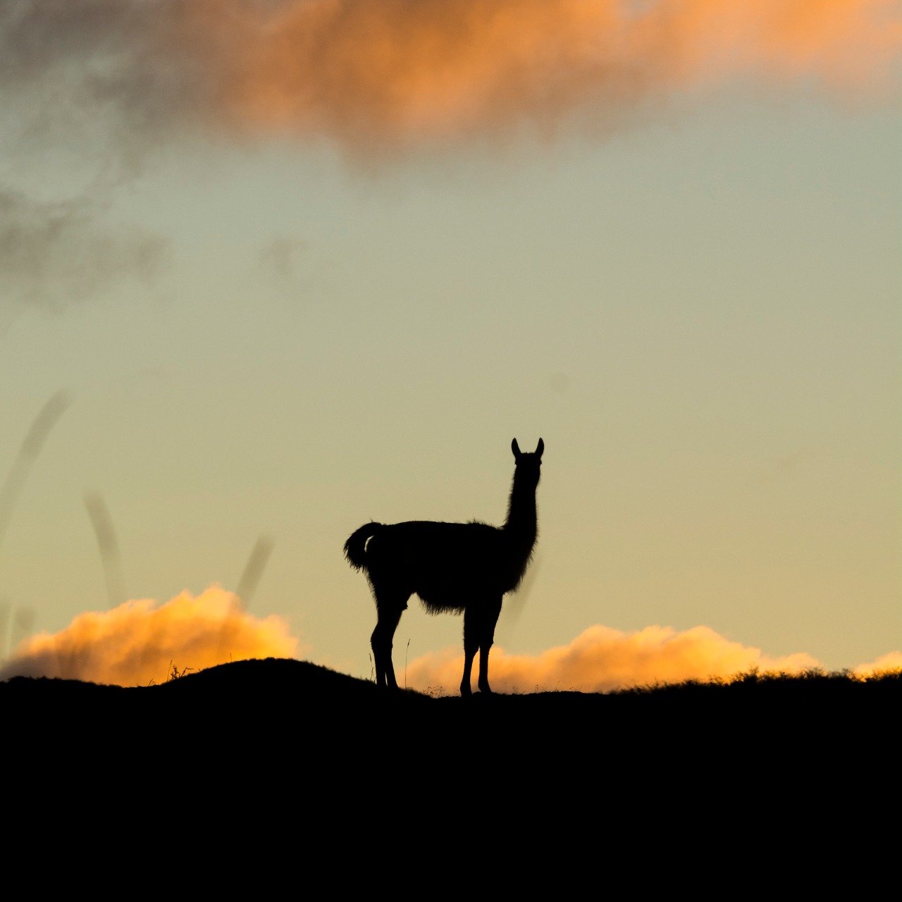 Día Internacional del Guanaco: Un paso firme hacia la conservación de ...