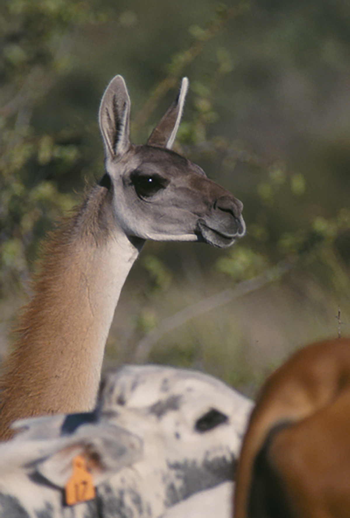 Día Internacional del Guanaco: Un paso firme hacia la conservación de ...