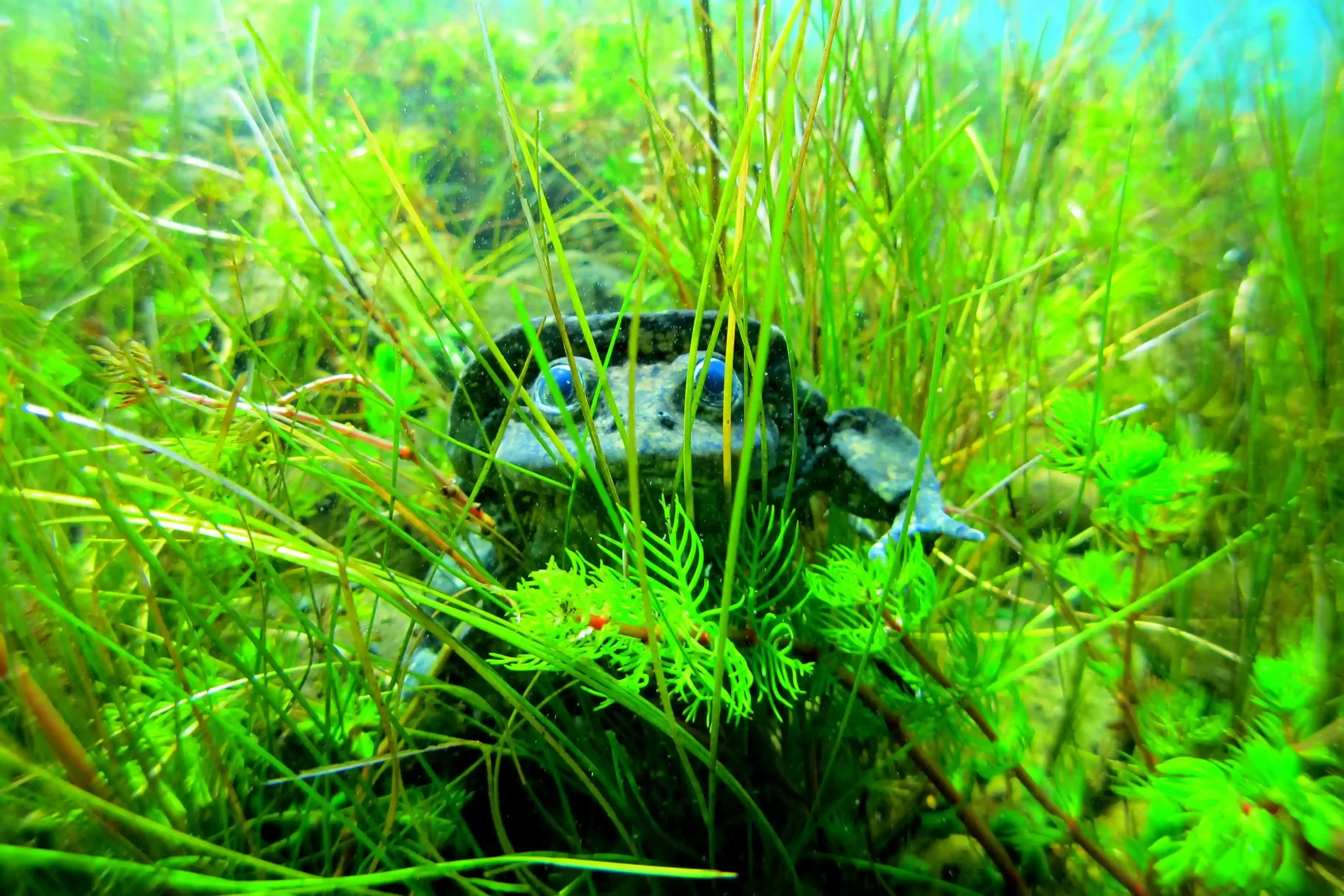 Rana en peligro de extinción y endémica del lago Titicaca: preocupación ...
